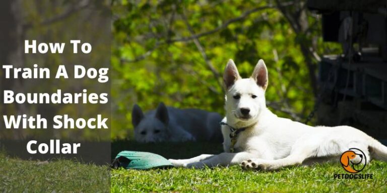 How to Train a Dog Boundaries with Shock Collar - Step by Step Guide ...