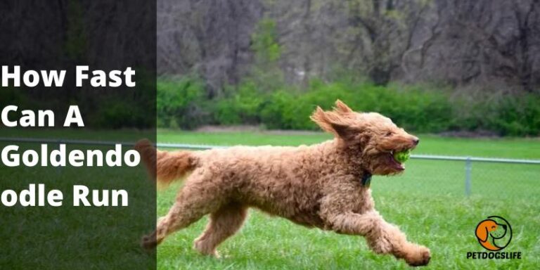 How Fast Can A Goldendoodle Run - PetDogsLife | Pet Dogs Life