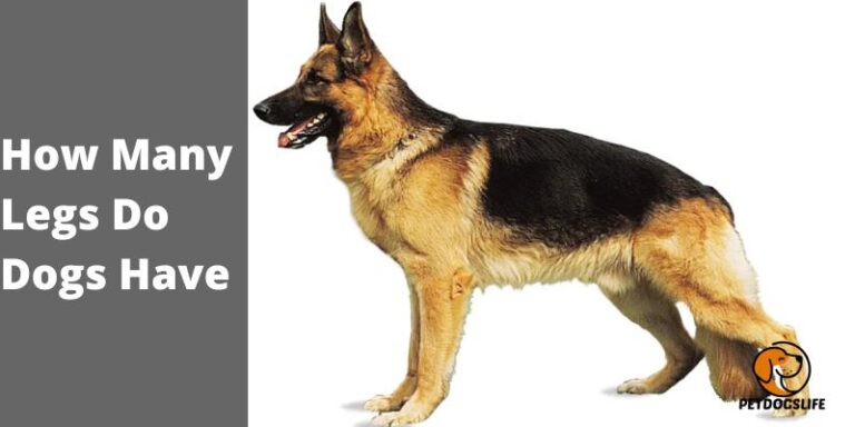 How Many Legs Do Dogs Have? Ultimate Guide 2022 | Pet Dogs Life