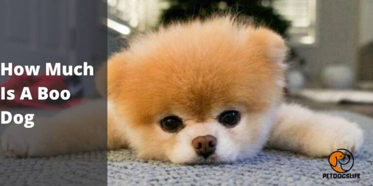 How Much Is A Boo Dog - PetDogsLife | Pet Dogs Life