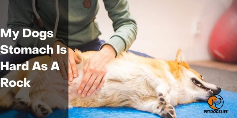 My Dogs Stomach Is Hard As A Rock? Reasons and Solutiosn - 2022 | Pet ...