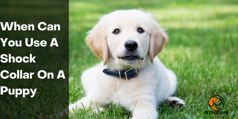 When Can You Use A Shock Collar On A Puppy PetDogsLife Pet Dogs Life