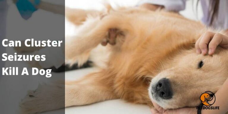 Can Cluster Seizures Kill A Dog (Complete Info) - PetDogsLife | Pet ...