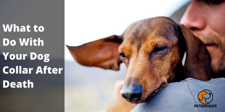 What to Do with Your Dog Collar After Death (Guide) - PetDogsLife | Pet ...