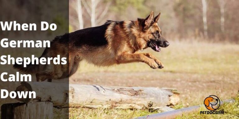When Do German Shepherds Calm Down - PetDogsLife | Pet Dogs Life