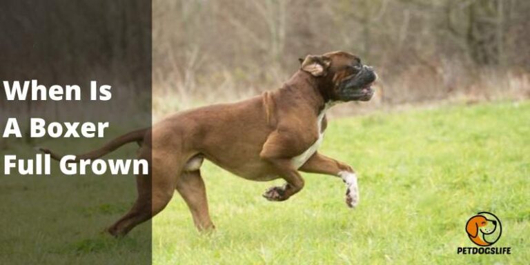 When Is A Boxer Full Grown (Guide) - PetDogsLife | Pet Dogs Life