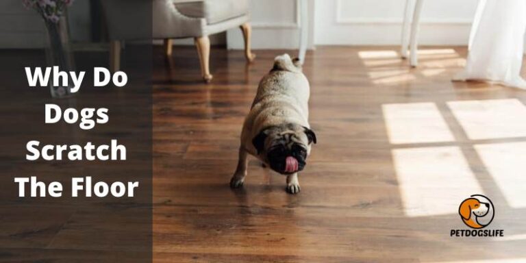 Why Do Dogs Scratch The Floor (All You Need To Know) - PetDogsLife ...