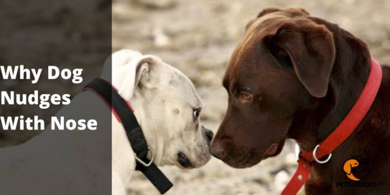 Why Dog Nudges With Nose (All You Need To Know) - PetDogsLife | Pet ...