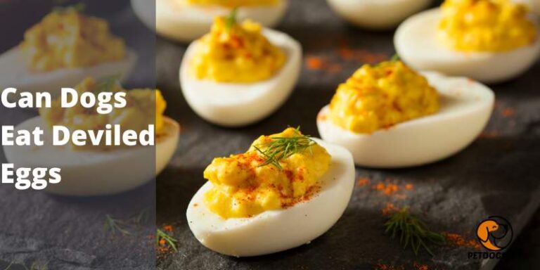 Can Dogs Eat Deviled Eggs - PetDogsLife | Pet Dogs Life