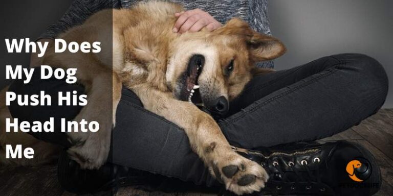 Why Does My Dog Push His Head Into Me (Reasons) - PetDogsLife | Pet ...