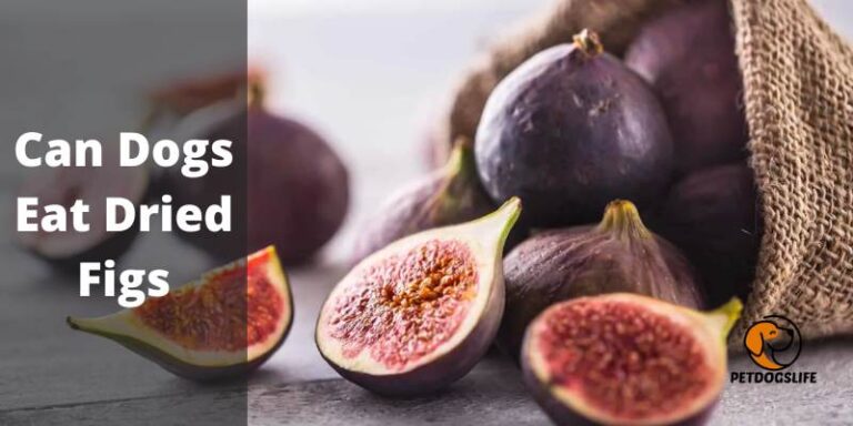 Can Dogs Eat Dried Figs (All You Need To Know) - PetDogsLife | Pet Dogs ...