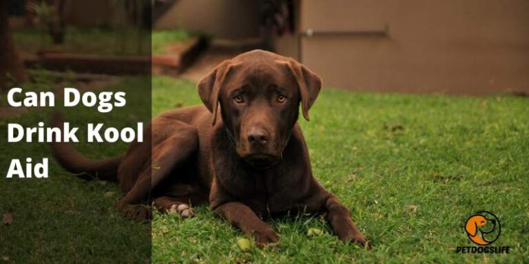 Can Dogs Drink Kool-Aid (All You Need Know) - PetDogsLife | Pet Dogs Life